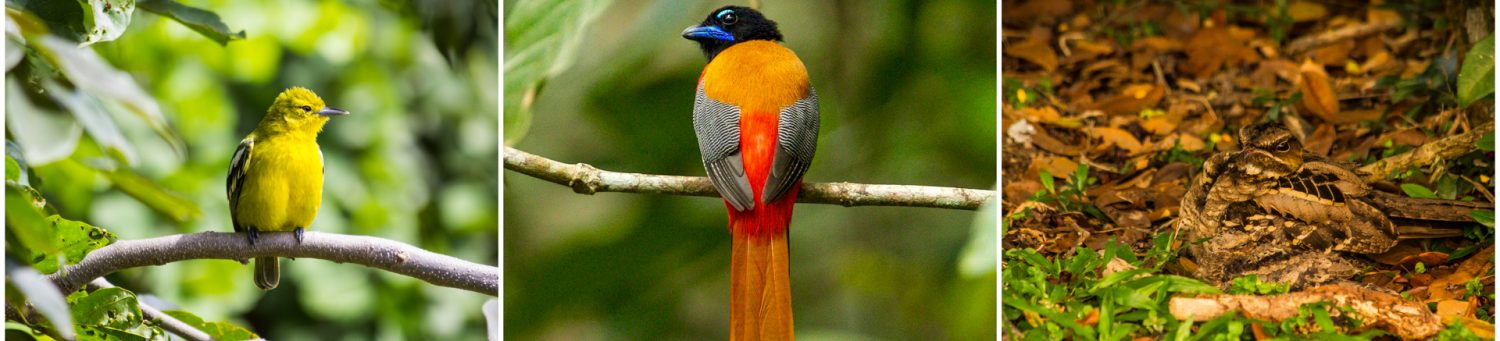 Avian Evolution Lab – National University of Singapore